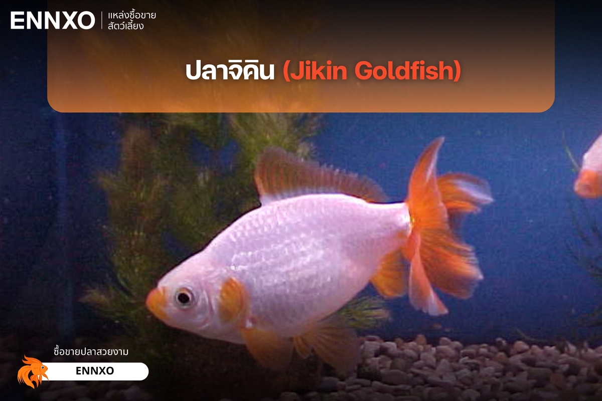 รวมสายพันธุ์ปลาทอง มีสายพันธุ์อะไรบ้างที่นิยมเลี้ยง ทั้งหมด | ENNXO