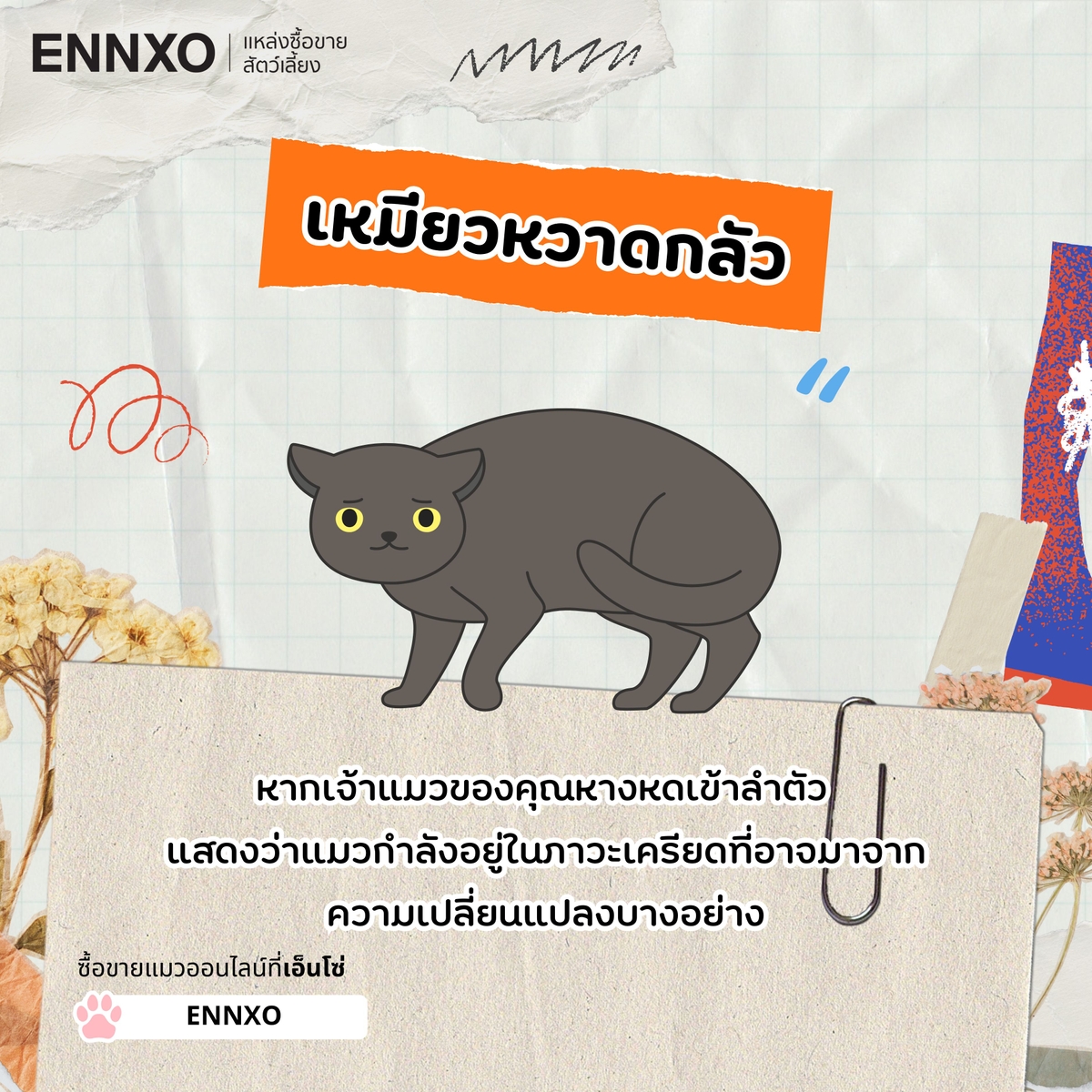 ทำไมแมวถึงกระดิกหาง ไขรหัสภาษาแมว หางแมวบอกอะไรบ้าง? | ENNXO