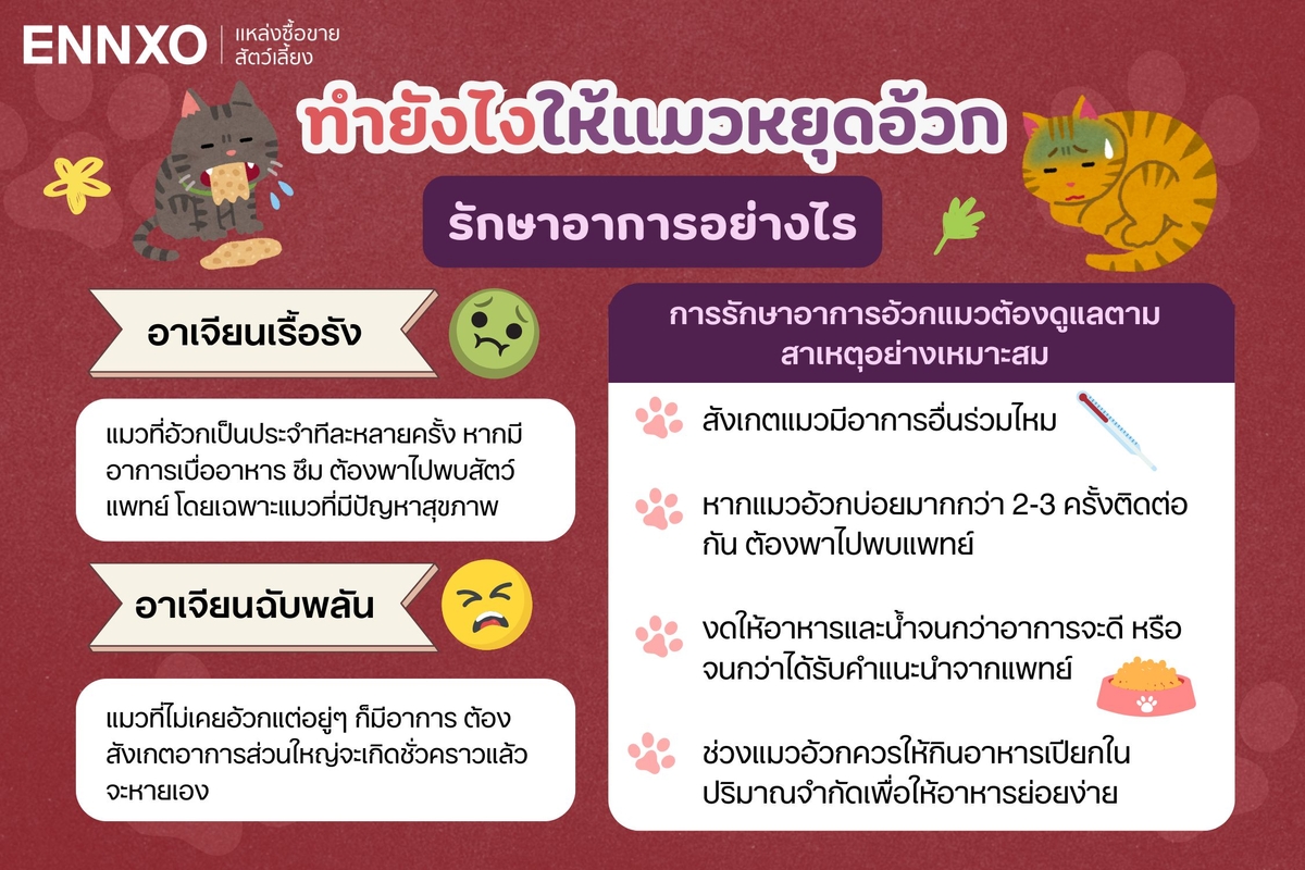 แมวอ้วกเกิดจากสาเหตุไหนบ้าง อ้วกแมวแบบไหนสีอะไรถึงอันตราย | ENNXO