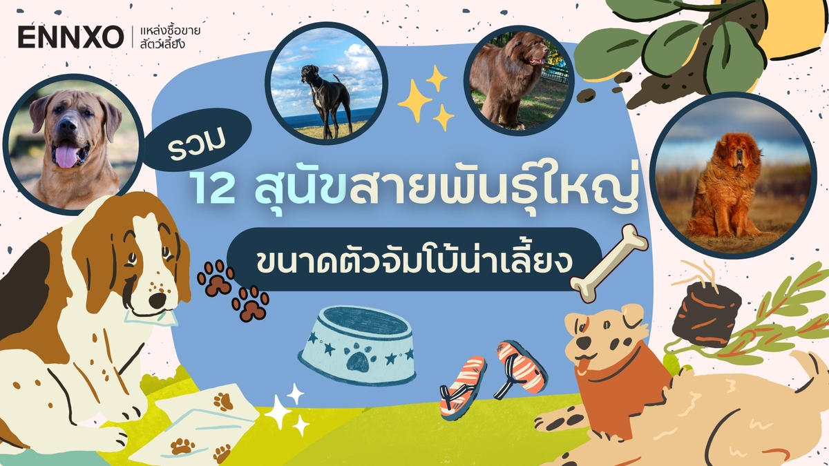 รวมอันดับสุนัขพันธุ์ใหญ่ที่สุดในโลก หมาพันธุ์ใหญ่ใจดี น่าเลี้ยง | ENNXO