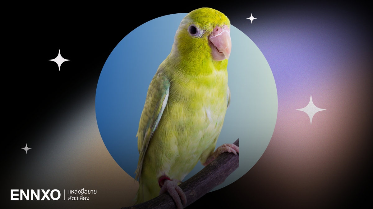 วิธีเลี้ยงนกฟอพัส (Forpus) รู้จักนิสัย ลักษณะและสีหายากของนก | ENNXO