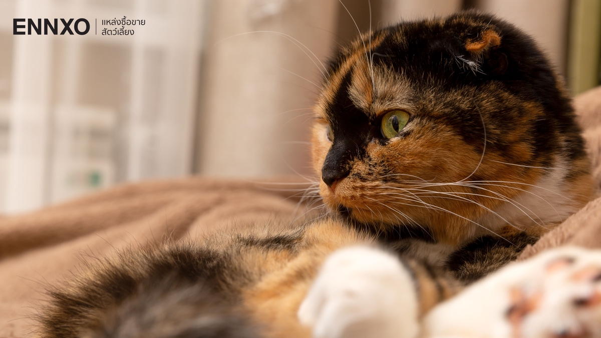 ลักษณะ นิสัย สก็อตติชโฟลด์ (Scottish Fold) แมวที่นิยมเลี้ยงมากที่สุด | ENNXO