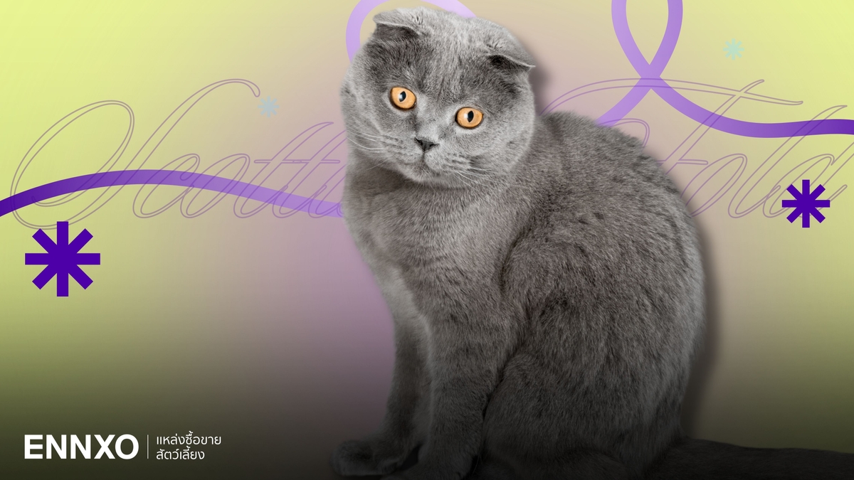 ลักษณะ นิสัย แมวสก็อตติชโฟลด์ (Scottish Fold) เป็นยังไง | ENNXO