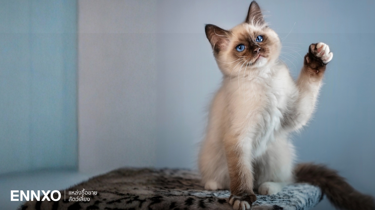 รู้จักแมววิเชียรมาศ แมวมงคลไทย ที่เปลี่ยนสีตามอุณหภูมิได้ | ENNXO