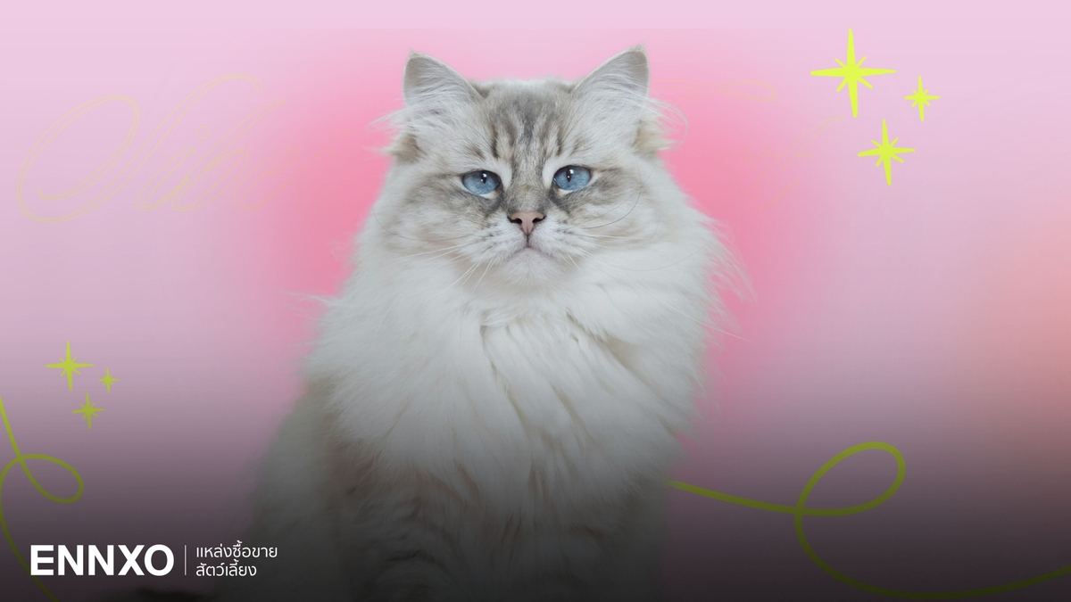 ประวัติแมวไซบีเรียน (Siberian Cat) นิสัยยังไง แพ้ขนแมวเลี้ยงได้? | ENNXO