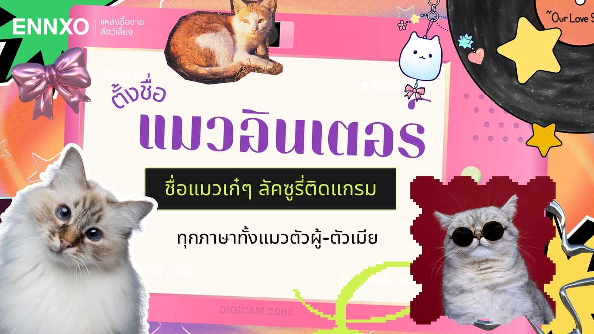 270 ตั้งชื่อแมวอินเตอร์ ชื่อแมวเก๋ๆ ภาษาอังกฤษ ทั้งแมวตัวผู้ ตัวเมีย | ENNXO