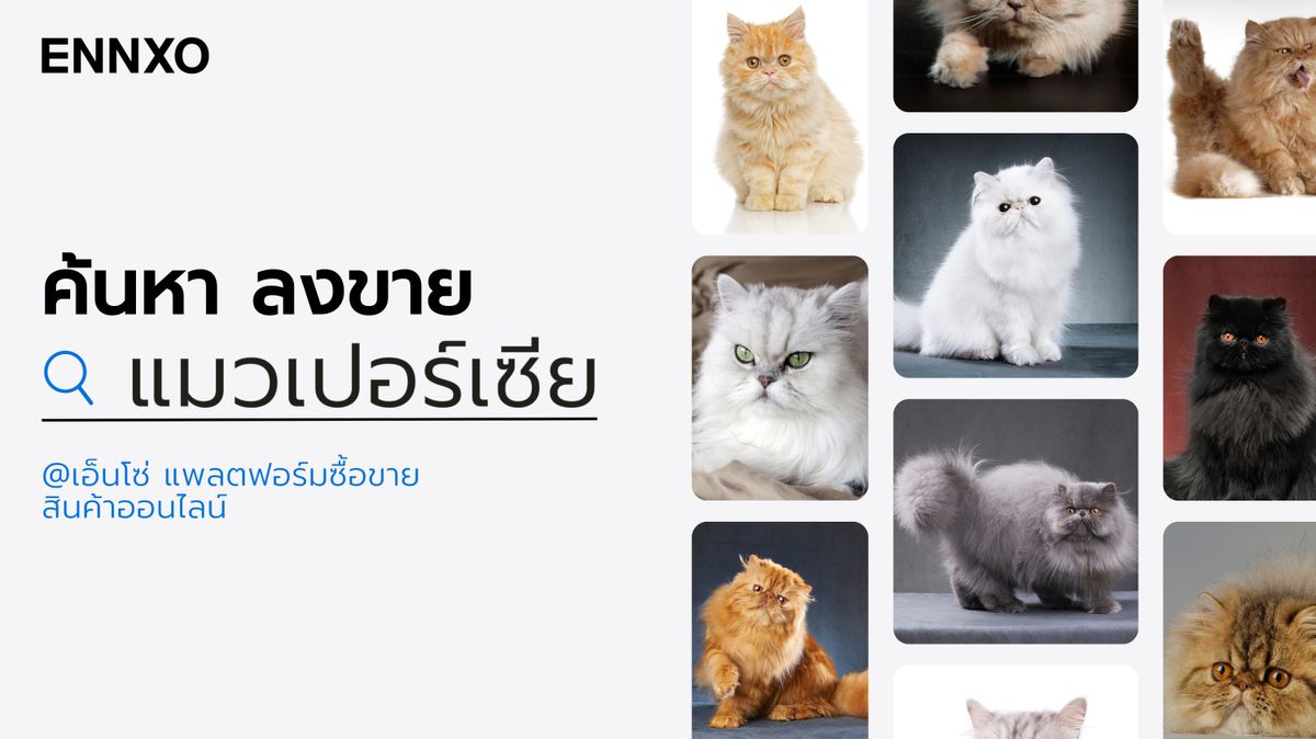 ซื้อ ขาย แมว เปอร์เซีย ราคาถูก ลูกแมวพันธุ์ Persian ทุกแบบ | ENNXO