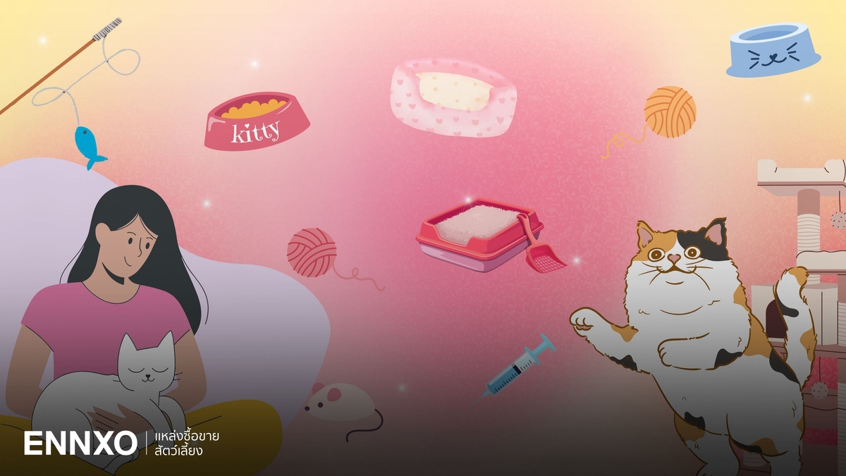 พัฒนาการของลูกแมวแต่ละเดือน ลักษณะตามช่วงอายุ มือใหม่ต้องรู้! | ENNXO