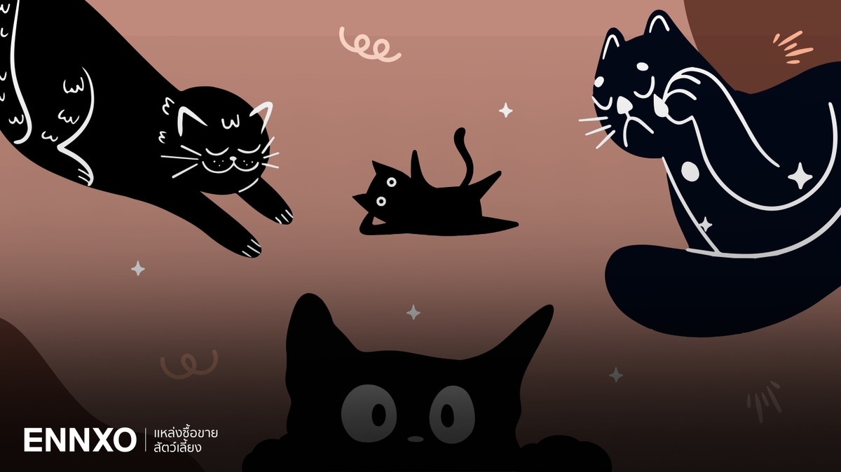 แมวดำนำโชค สื่อถึงลางดีหรือลางร้ายกันแน่ แล้วแมวดำอัปมงคลไหม? | ENNXO