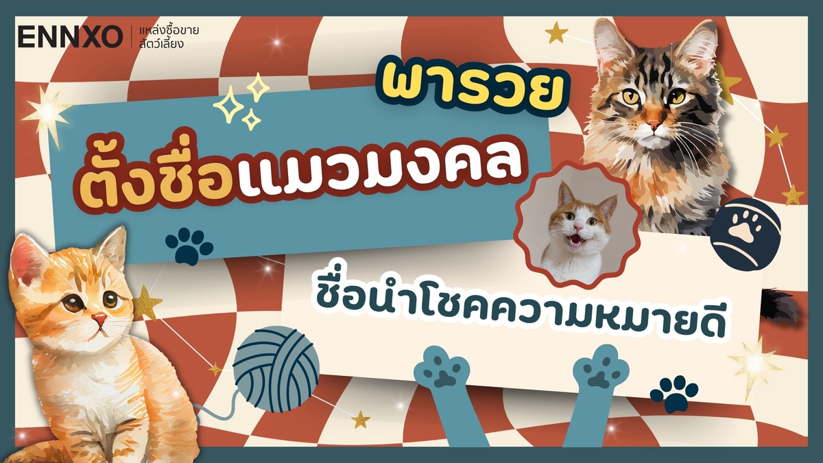 297 ชื่อแมวมงคล ตั้งชื่อแมวพารวย แบบไทยๆ นำโชคความหมายดีทั้งหมด | ENNXO