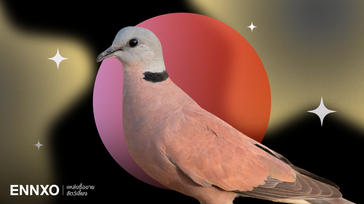 นกเขาไฟ ตัวผู้ ตัวเมียดูยังไง กินอะไร มีนิสัยยังไง พร้อมความเชื่อ | ENNXO