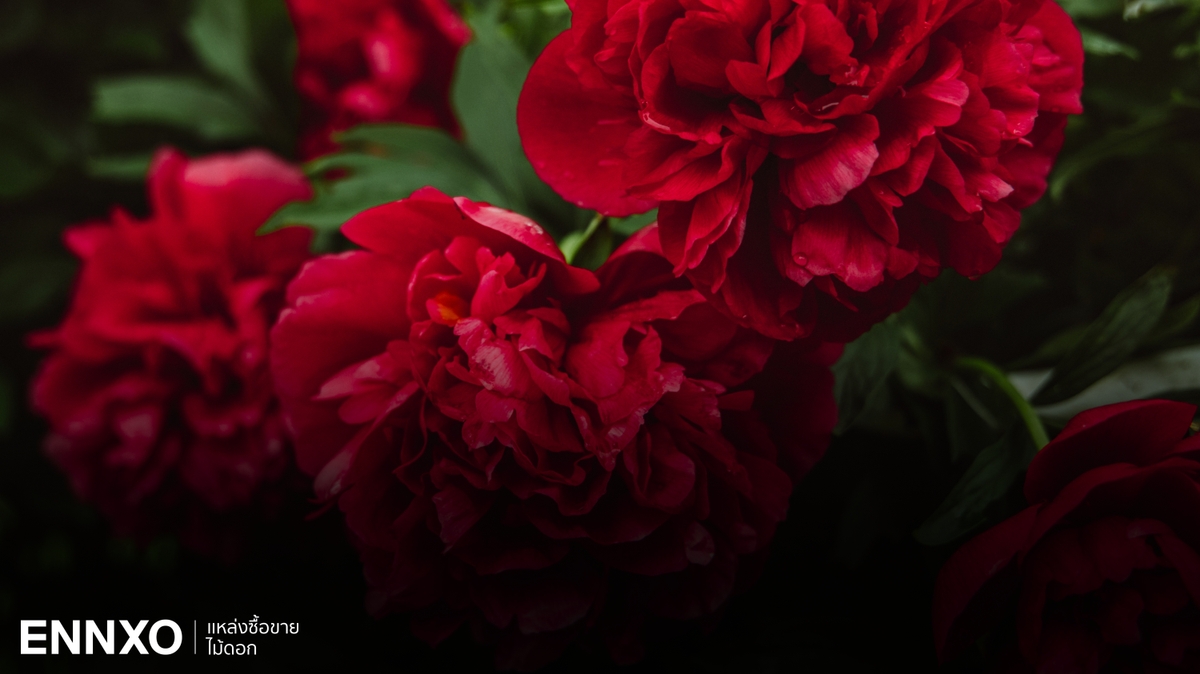 แนะนำ 20 ดอกไม้สีแดงสดใส สวยๆ พร้อมความหมายดีๆ ที่ควรรู้จัก | ENNXO