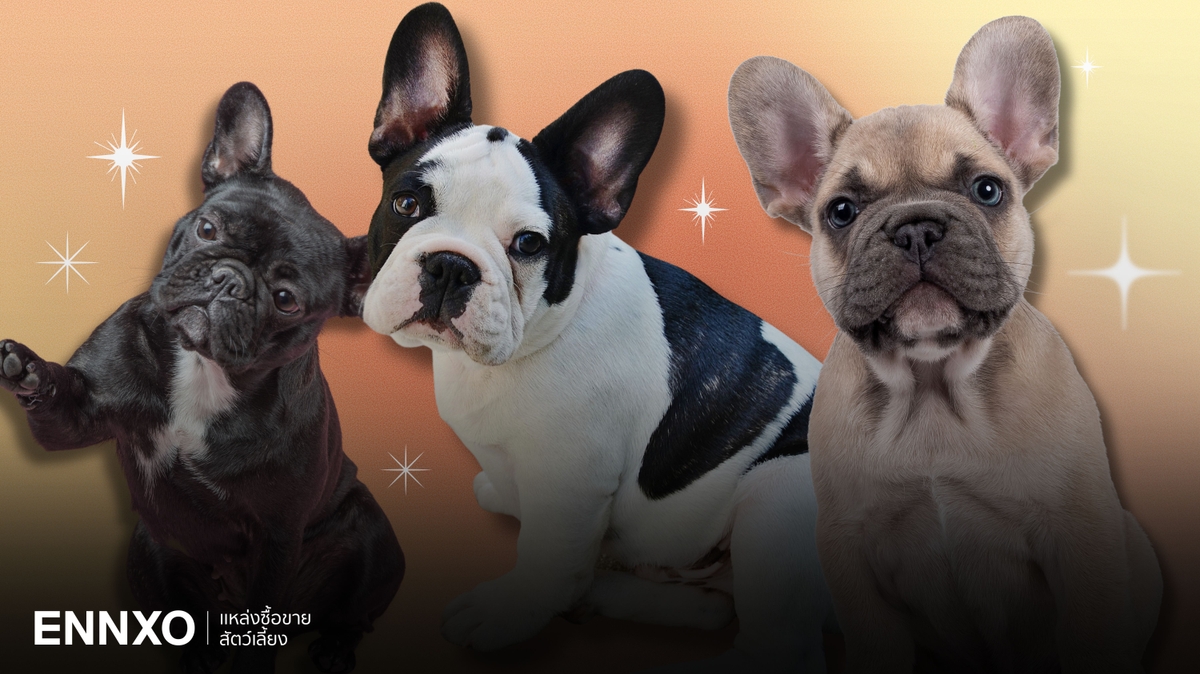 รวมข้อมูลสุนัขเฟรนช์ บูลด็อก สีไหนแพงสุด สีไหนหายาก | ENNXO