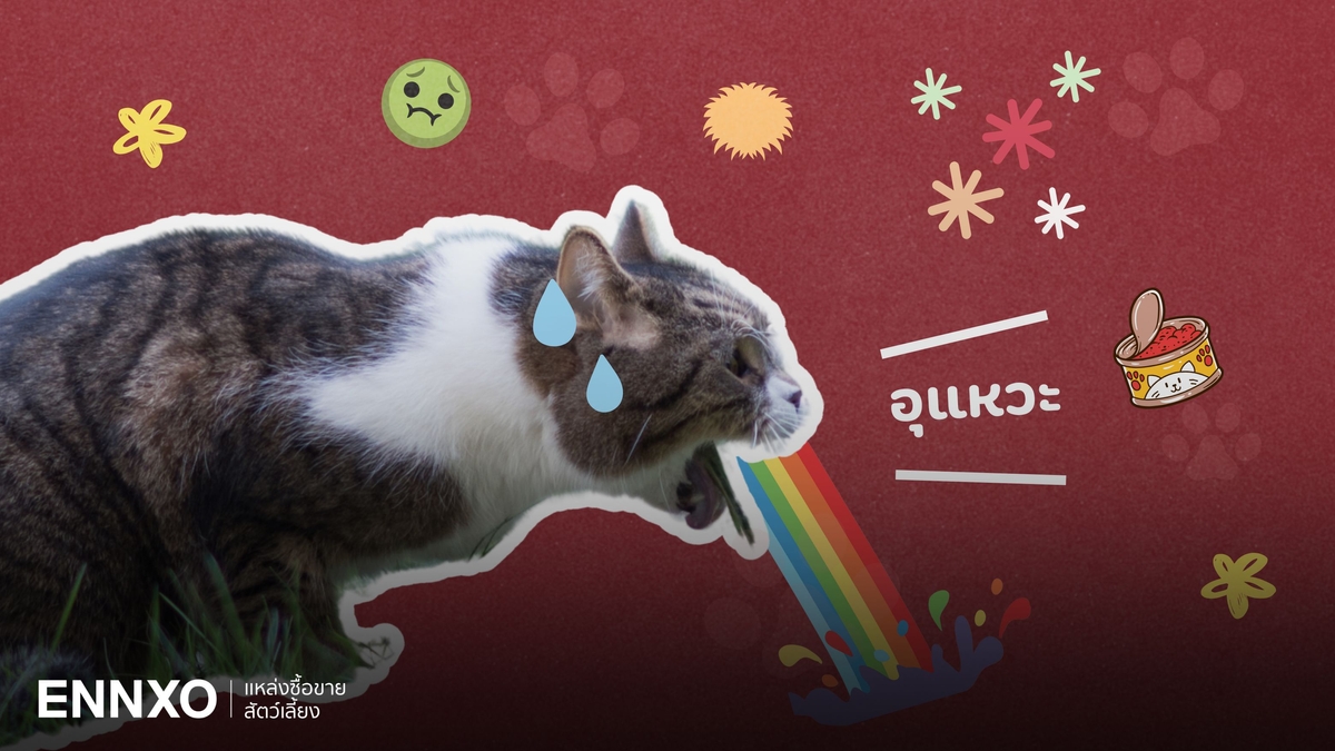 แมวอ้วกเกิดจากสาเหตุไหนบ้าง อ้วกแมวแบบไหนสีอะไรถึงอันตราย | ENNXO