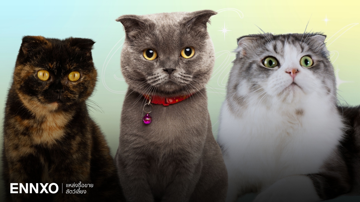 แมวสก็อตติช มีกี่แบบ Scottish Fold หูตั้ง หูพับ ดูยังไง | ENNXO