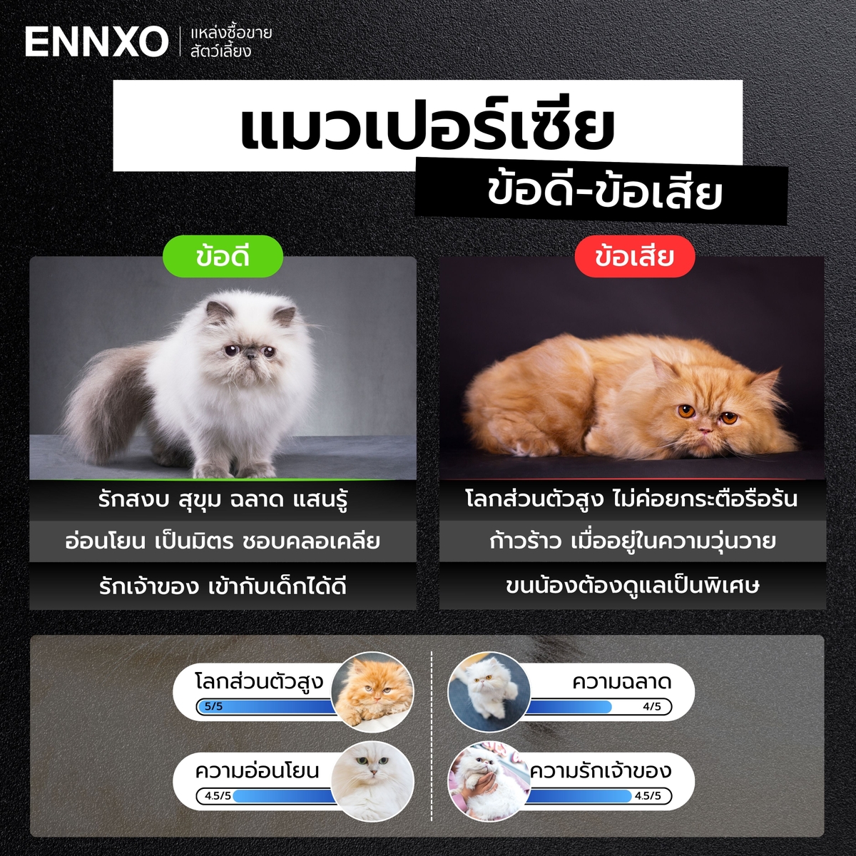 เปิดโลกแมวเปอร์เซีย (Persian) มีกี่สายพันธุ์ กี่สี พร้อมวิธีเลี้ยง | ENNXO