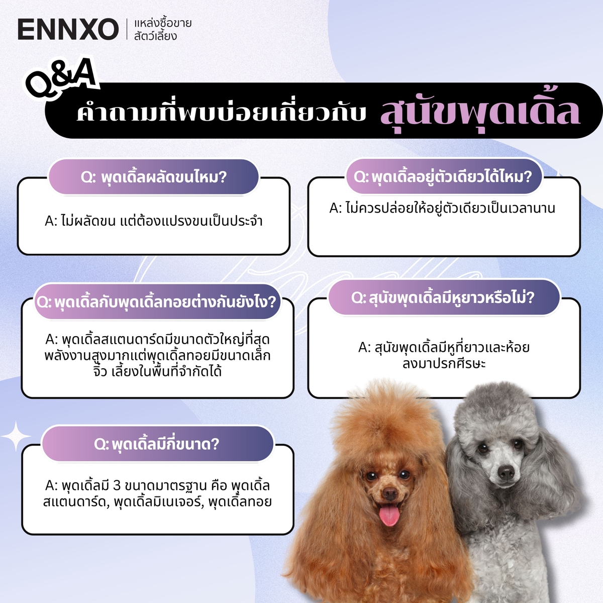 สุนัขพุดเดิ้ล มีกี่สายพันธุ์มีกี่ขนาด Poodle ลักษณะแท้ นิสัย ดูยังไง | ENNXO