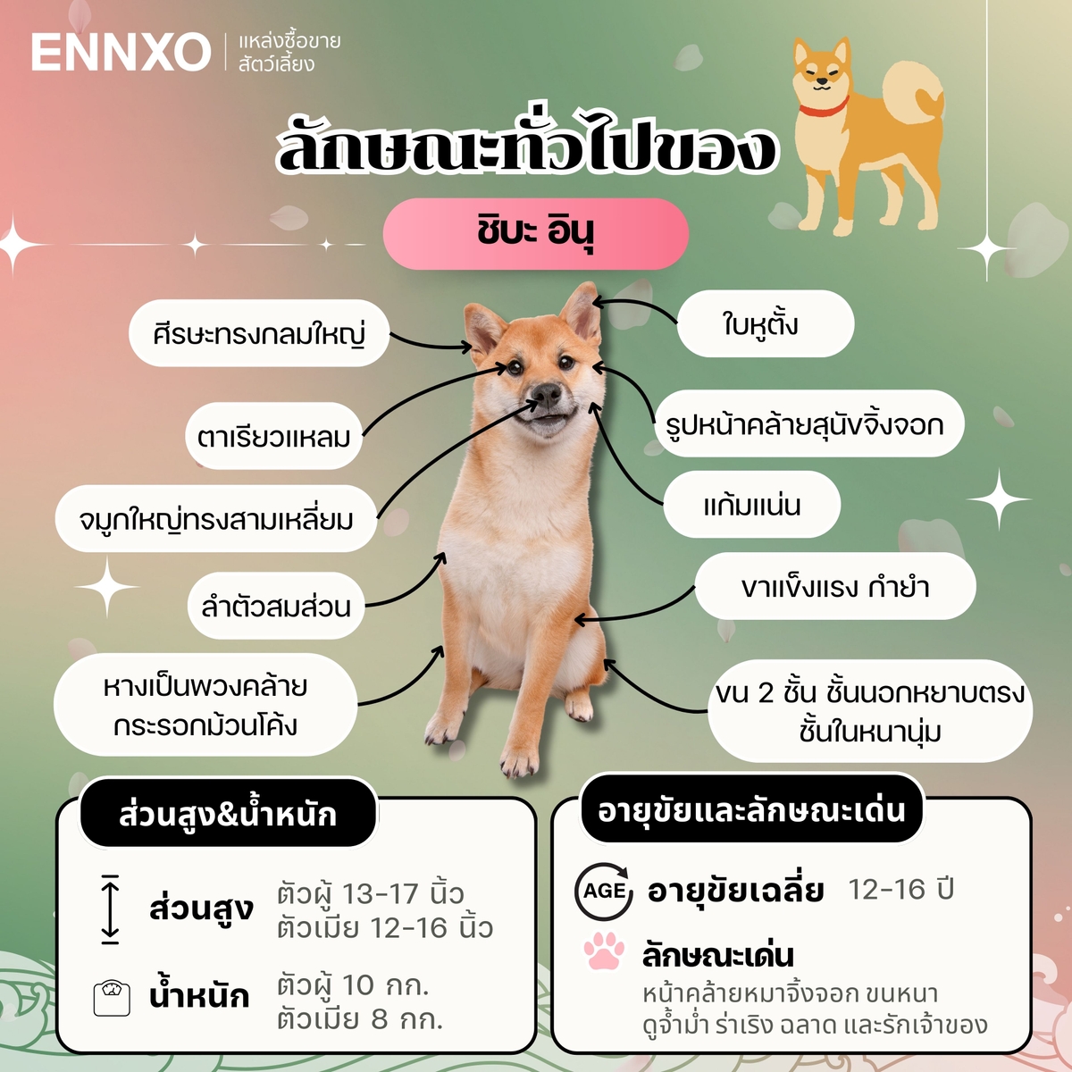 ชิบะ อินุ (Shiba Inu) สุนัขญี่ปุ่นสุดน่ารัก ลักษณะ และนิสัย | ENNXO