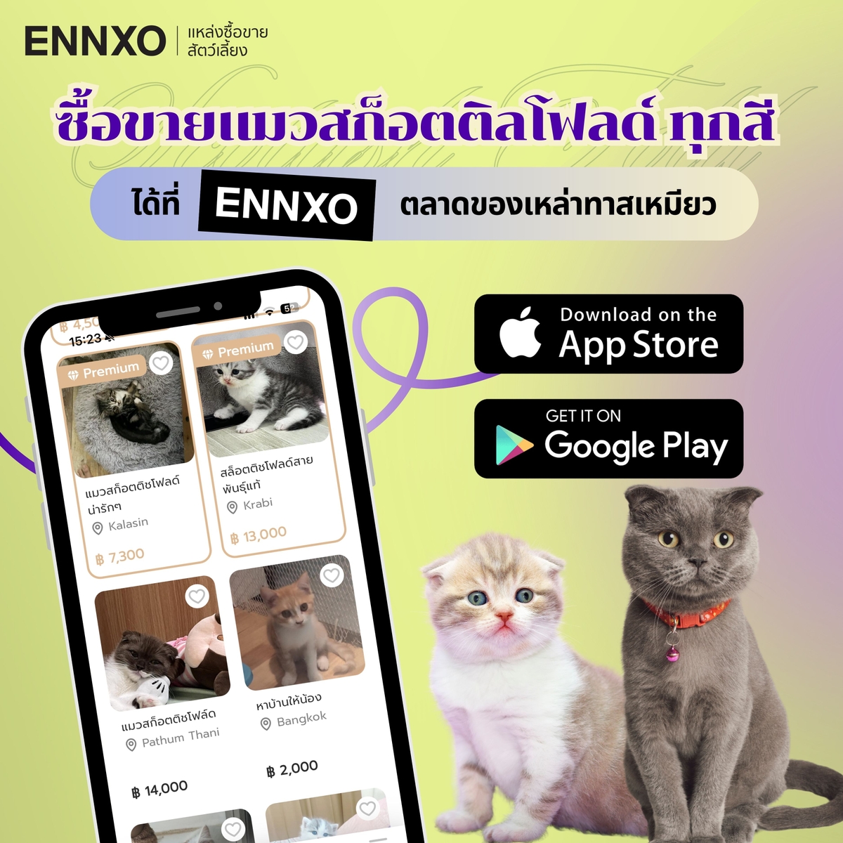 ลักษณะ นิสัย แมวสก็อตติชโฟลด์ (Scottish Fold) เป็นยังไง | ENNXO