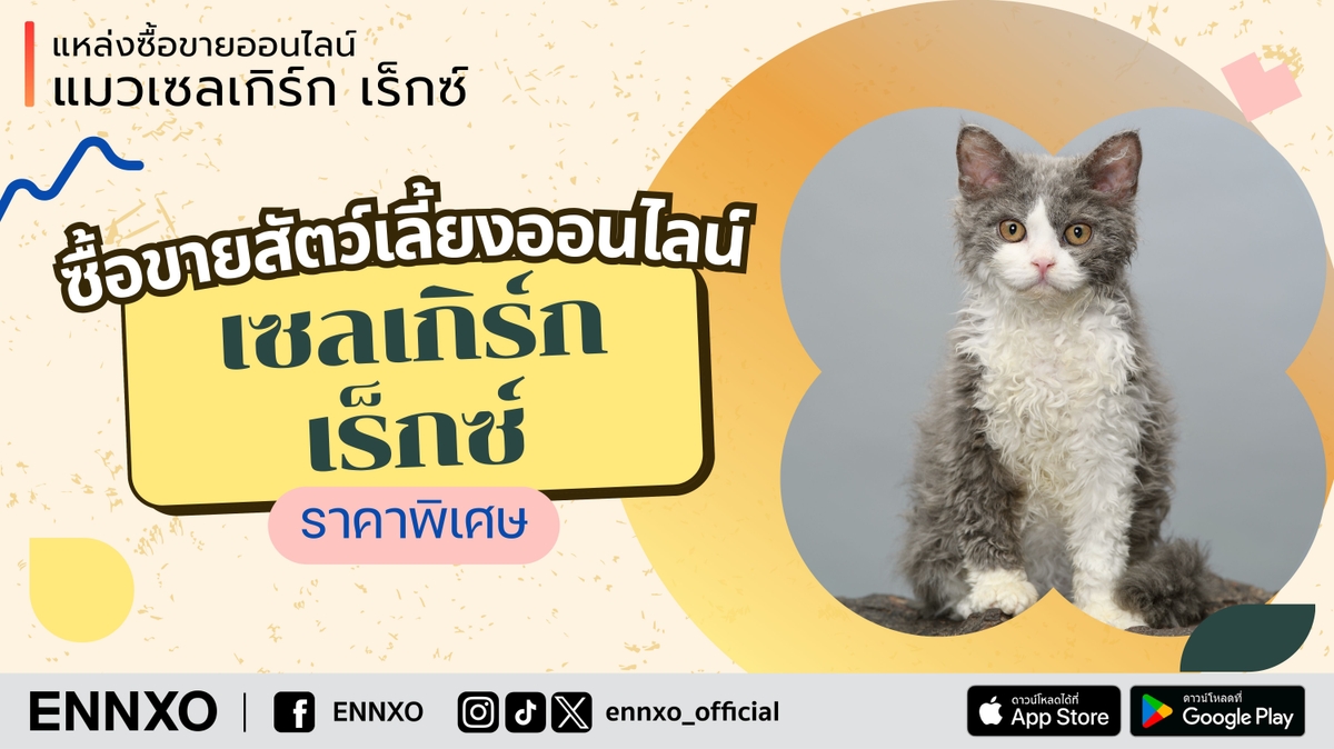 ซื้อ ขาย แมว เซลเกิร์กเร็กซ์ ราคาถูก และ ลูกแมว Selkirk Rex | ENNXO