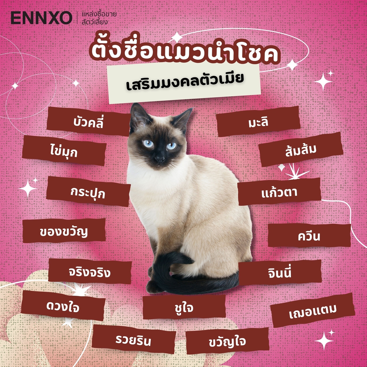 297 ชื่อแมวมงคล ตั้งชื่อแมวพารวย แบบไทยๆ นำโชคความหมายดีทั้งหมด | ENNXO
