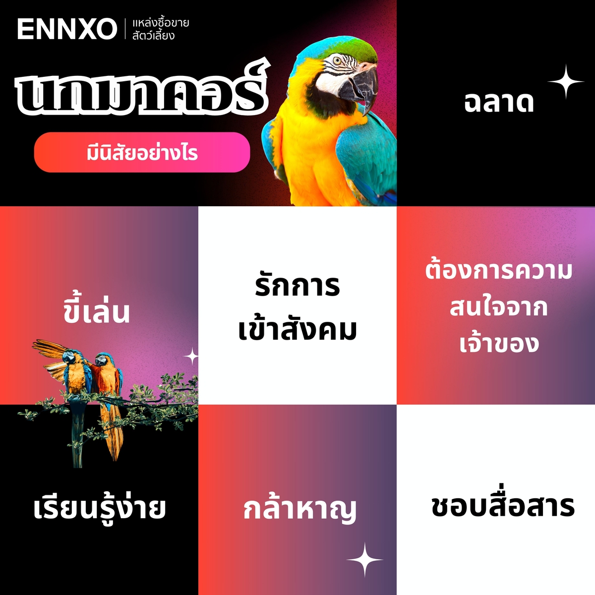 ประวัตินกแก้วมาคอร์ (Macaw) มีลักษณะอย่างไร มีกี่สายพันธุ์ | ENNXO