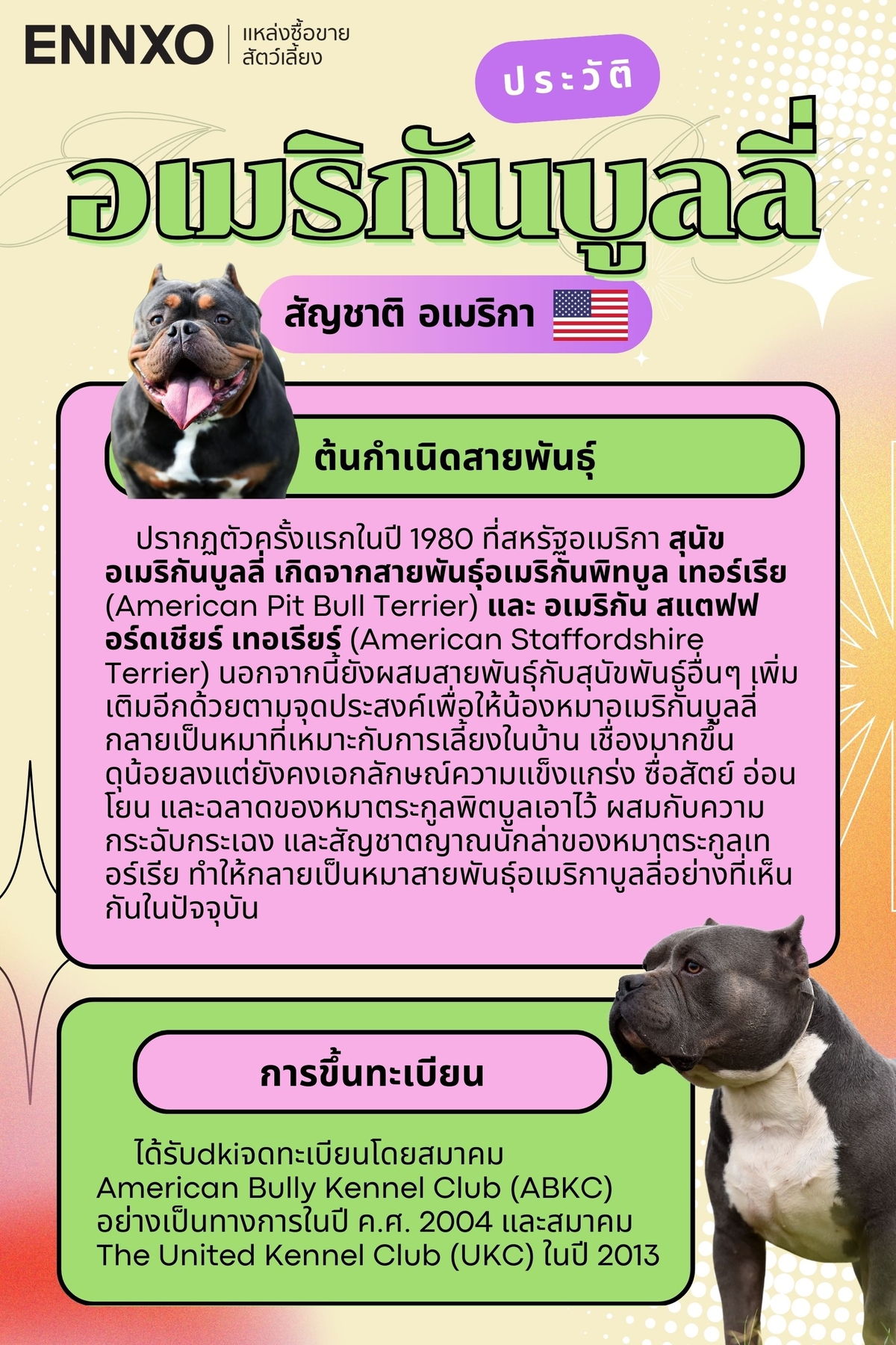 อเมริกันบูลลี่ (American Bully) กัดไหม? วิธีเลี้ยงสุนัขบูลลี่ไม่ให้ดุ | ENNXO