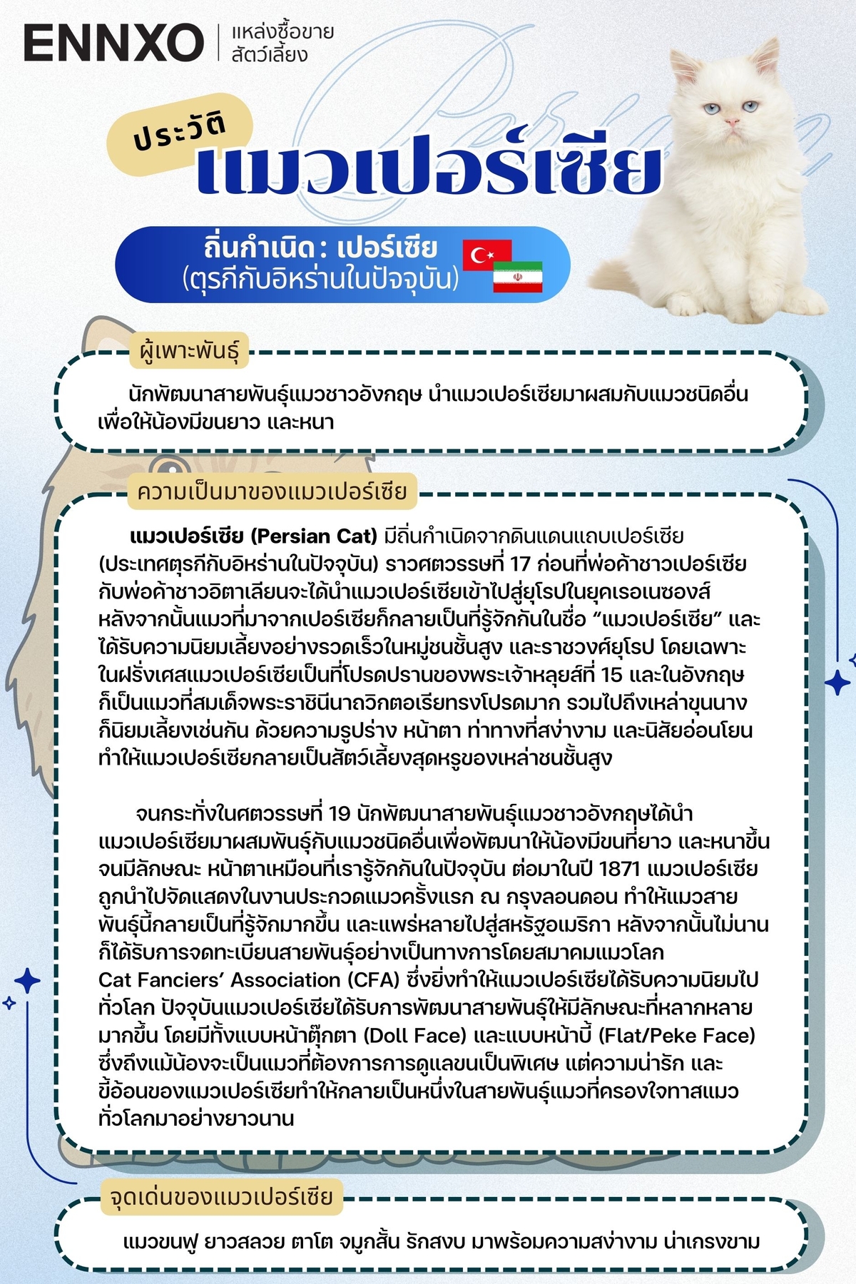 เปิดโลกแมวเปอร์เซีย (Persian) มีกี่สายพันธุ์ กี่สี พร้อมวิธีเลี้ยง | ENNXO