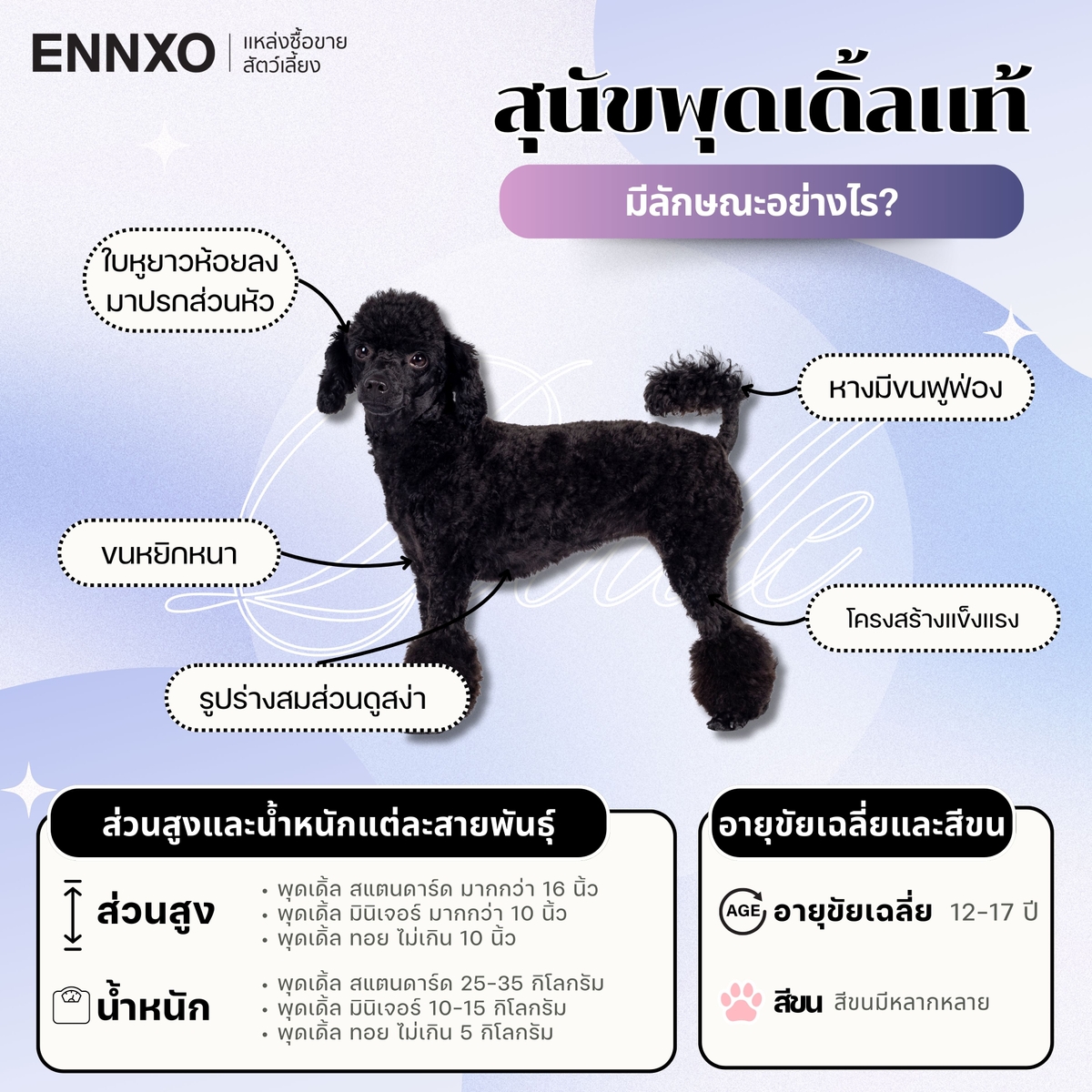 สุนัขพุดเดิ้ล มีกี่สายพันธุ์มีกี่ขนาด Poodle ลักษณะแท้ นิสัย ดูยังไง | ENNXO