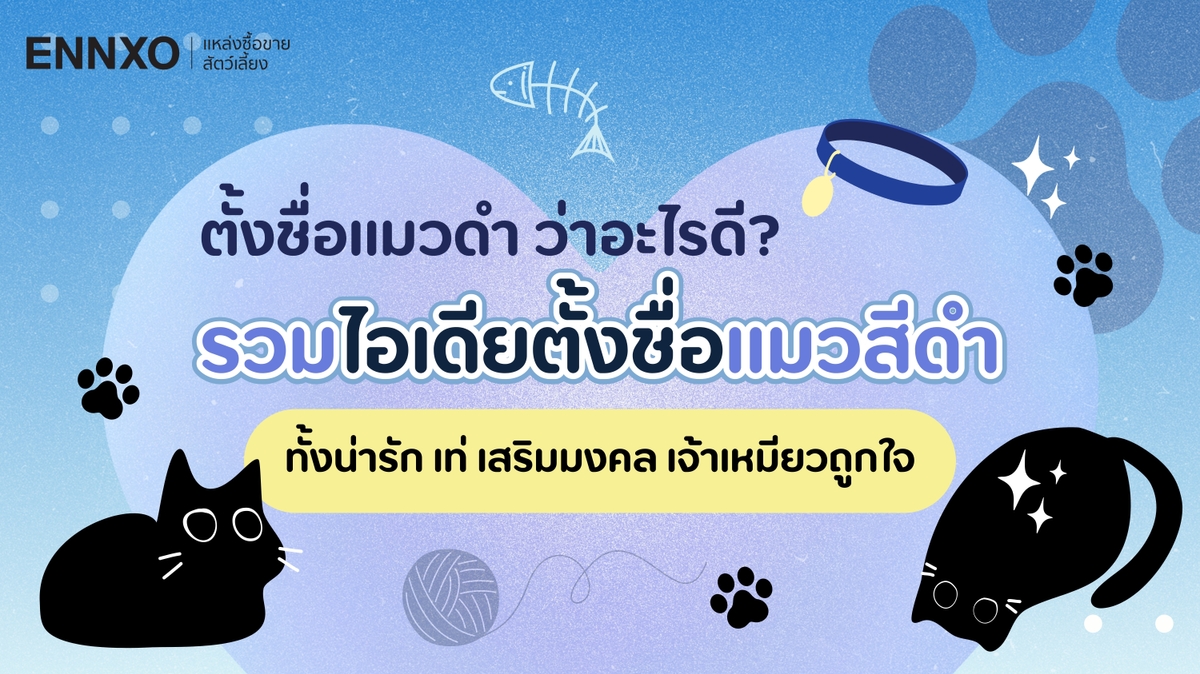 รวมไอเดียตั้งชื่อแมวดำ 133 ชื่อ ทั้งเสริมมงคล ชื่อภาษาต่างๆ แบบน่ารัก | ENNXO