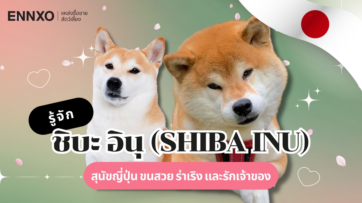 ชิบะ อินุ (Shiba Inu) สุนัขญี่ปุ่นสุดน่ารัก ลักษณะ และนิสัย | ENNXO