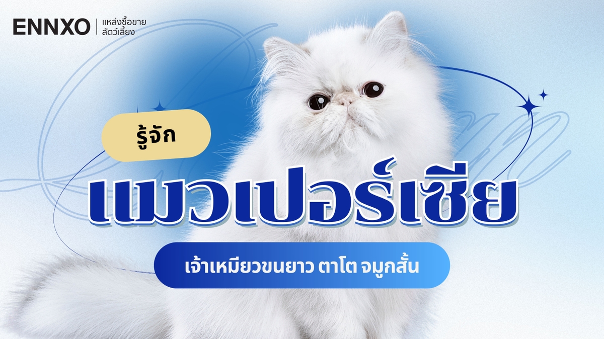 เปิดโลกแมวเปอร์เซีย (Persian) มีกี่สายพันธุ์ กี่สี พร้อมวิธีเลี้ยง | ENNXO