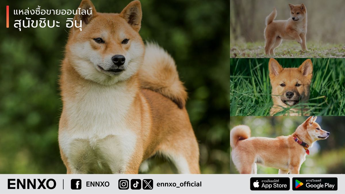 ซื้อ ขาย สุนัข ชิบะอินุ ราคาถูก ลูกหมาพันธุ์ Shiba Inu ทุกสี | ENNXO