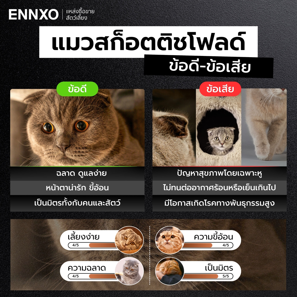 ลักษณะ นิสัย สก็อตติชโฟลด์ (Scottish Fold) แมวที่นิยมเลี้ยงมากที่สุด | ENNXO