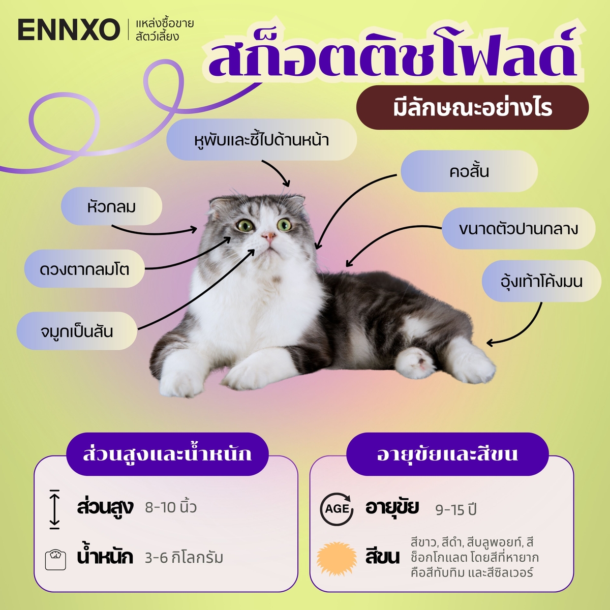ลักษณะ นิสัย แมวสก็อตติชโฟลด์ (Scottish Fold) เป็นยังไง | ENNXO