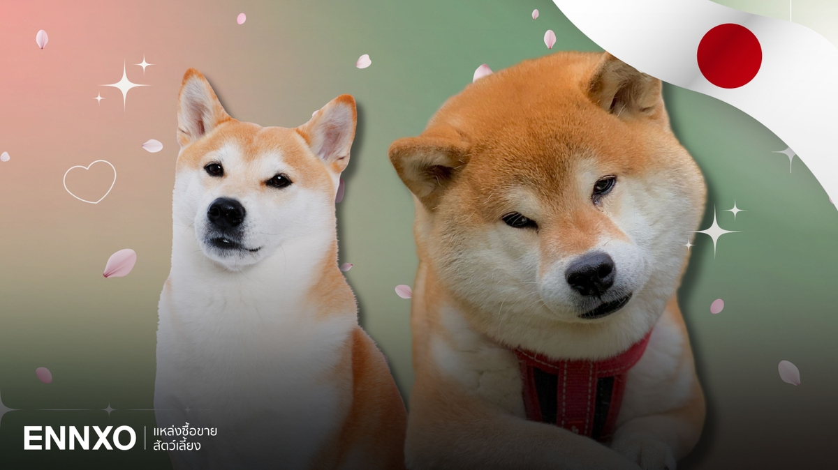 ชิบะ อินุ (Shiba Inu) สุนัขญี่ปุ่นสุดน่ารัก ลักษณะ และนิสัย | ENNXO