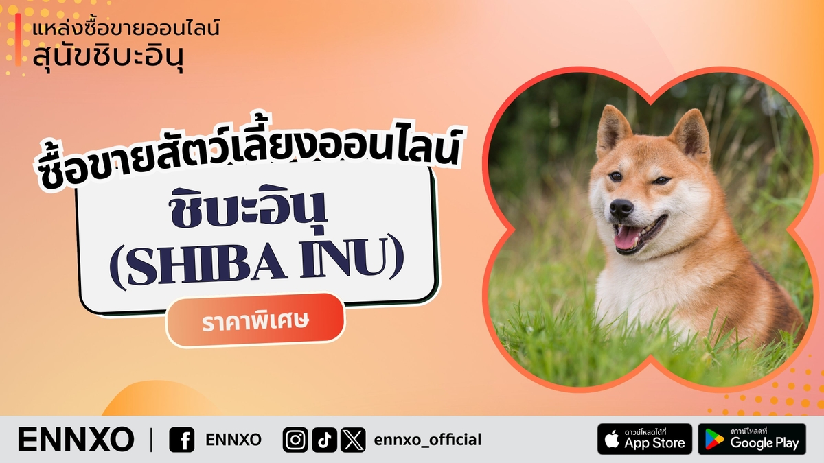 ซื้อ ขาย สุนัข ชิบะอินุ ราคาถูก ลูกหมาพันธุ์ Shiba Inu ทุกสี | ENNXO
