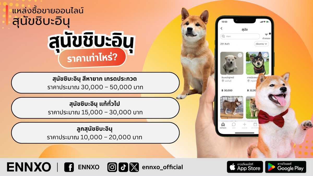 ซื้อ ขาย สุนัข ชิบะอินุ ราคาถูก ลูกหมาพันธุ์ Shiba Inu ทุกสี | ENNXO