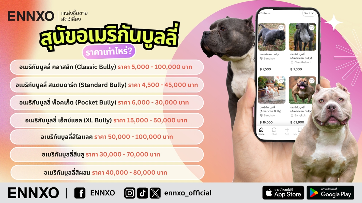 ซื้อ ขาย สุนัข อเมริกันบูลลี่ ราคาถูก ลูกหมา American Bully | ENNXO