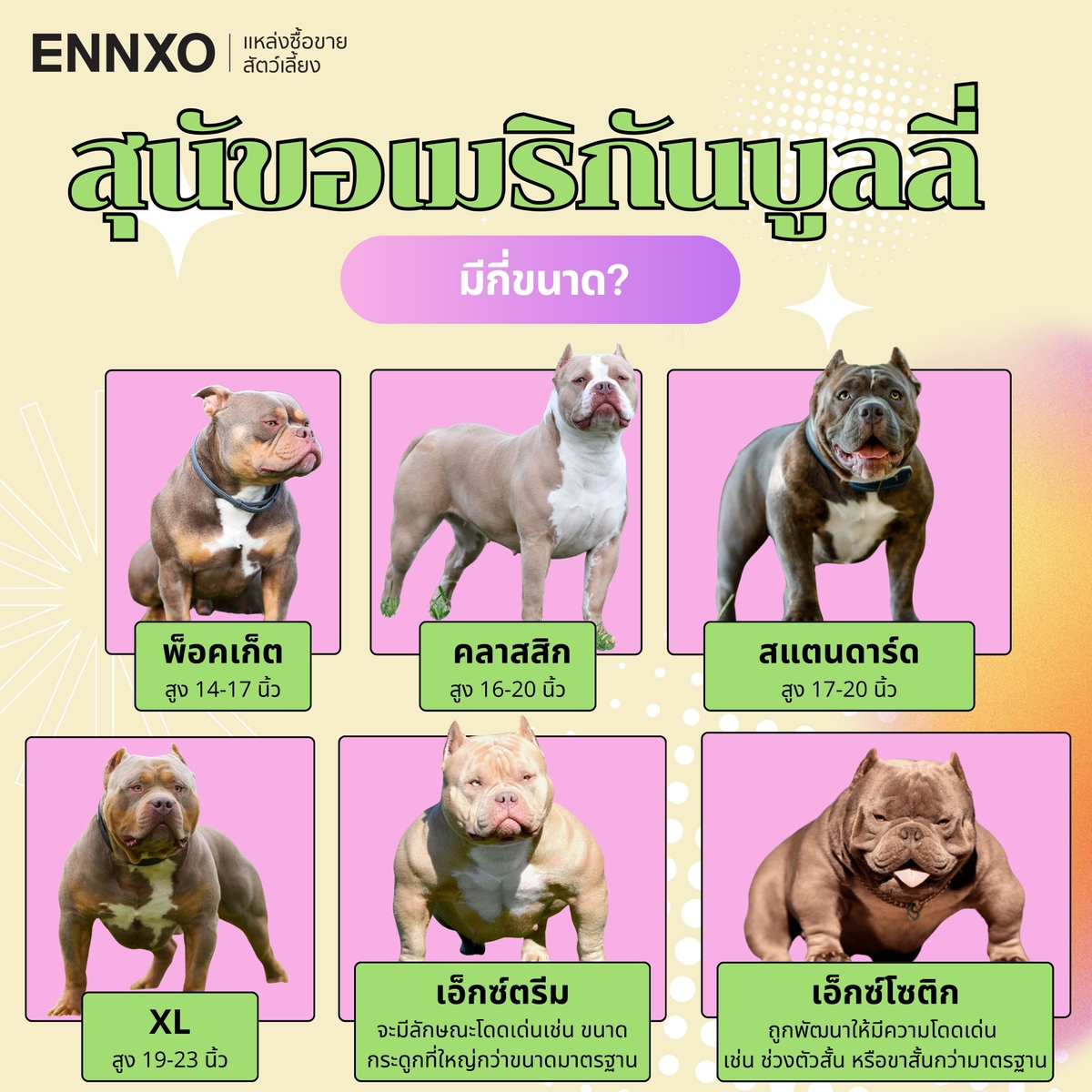 อเมริกันบูลลี่ (American Bully) กัดไหม? วิธีเลี้ยงสุนัขบูลลี่ไม่ให้ดุ | ENNXO
