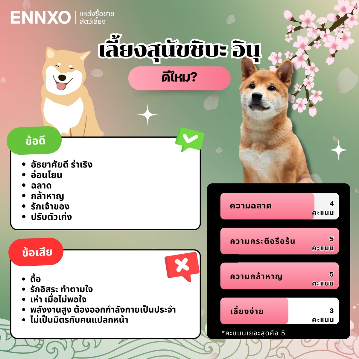ชิบะ อินุ (Shiba Inu) สุนัขญี่ปุ่นสุดน่ารัก ลักษณะ และนิสัย | ENNXO