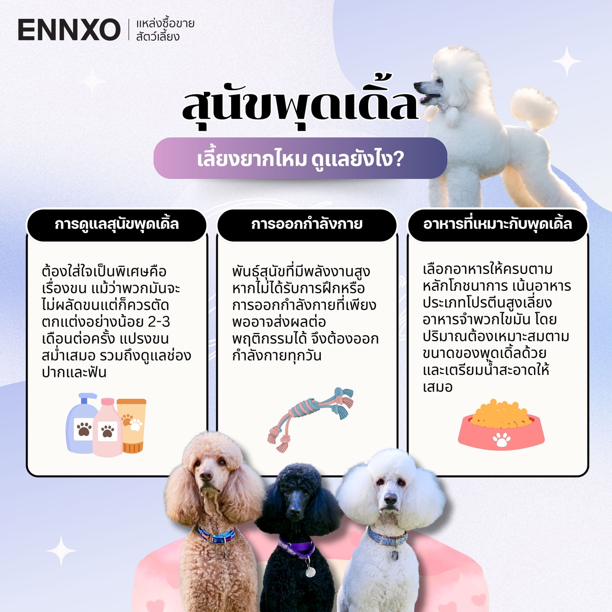 สุนัขพุดเดิ้ล มีกี่สายพันธุ์มีกี่ขนาด Poodle ลักษณะแท้ นิสัย ดูยังไง | ENNXO