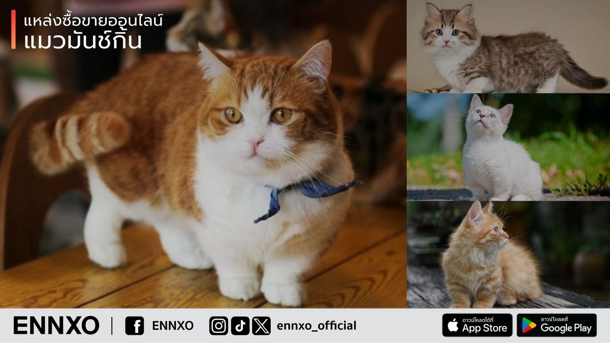 ซื้อ ขาย แมว Munchkin ลูกแมว มันช์กิ้น แมวแคระขาสั้น ราคาถูก | ENNXO