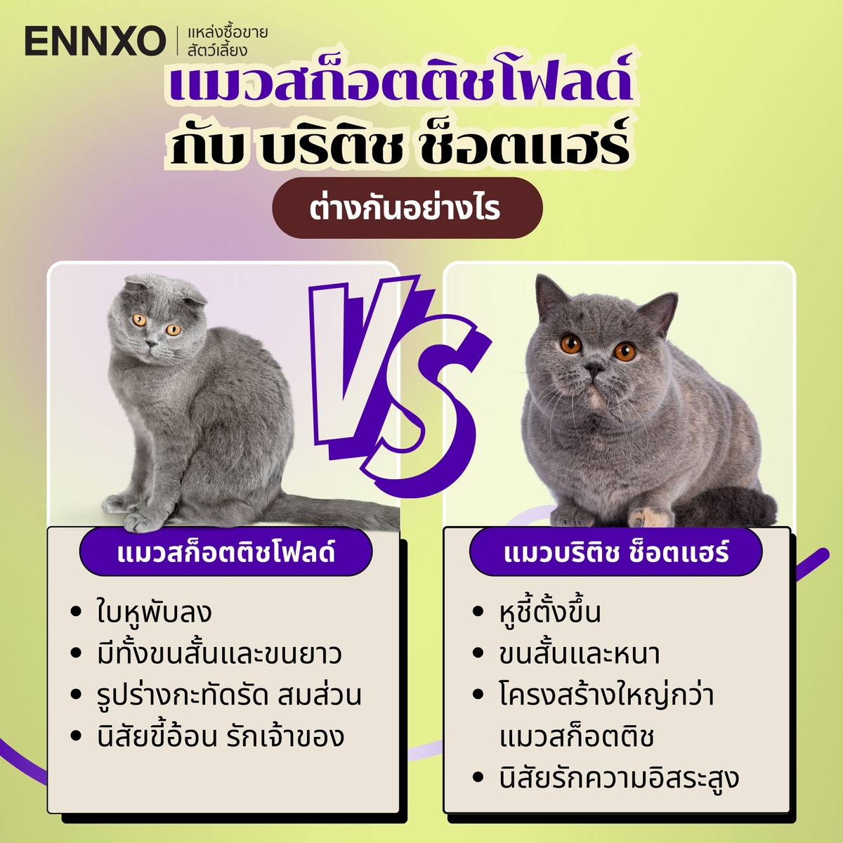 ลักษณะ นิสัย แมวสก็อตติชโฟลด์ (Scottish Fold) เป็นยังไง | ENNXO