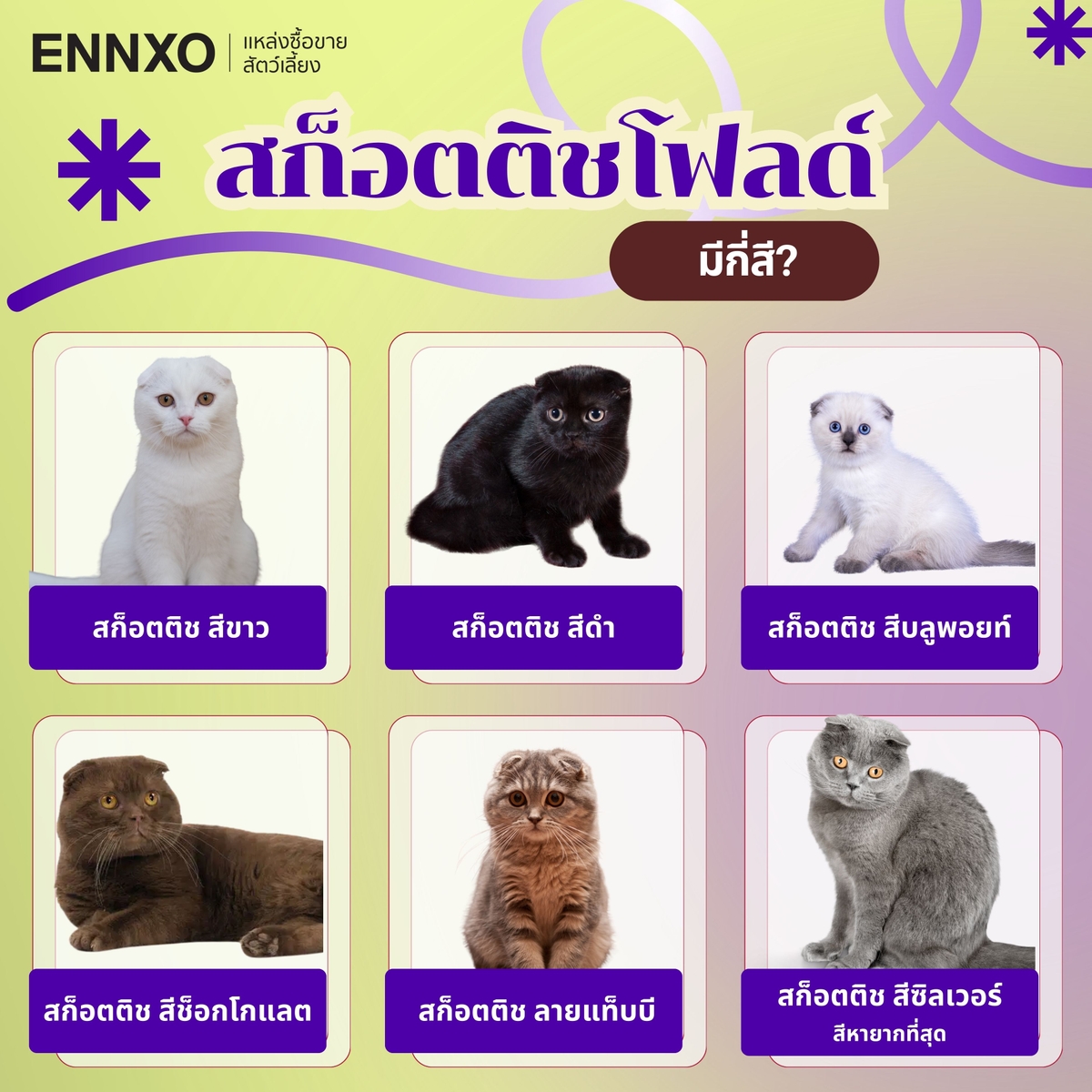 ลักษณะ นิสัย แมวสก็อตติชโฟลด์ (Scottish Fold) เป็นยังไง | ENNXO