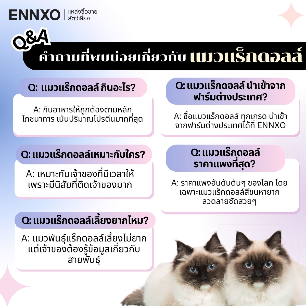แมวแร็กดอลล์ เลี้ยงยากไหม นิสัยอย่างไร Ragdoll มีกี่แบบ สีอะไรบ้าง? | ENNXO