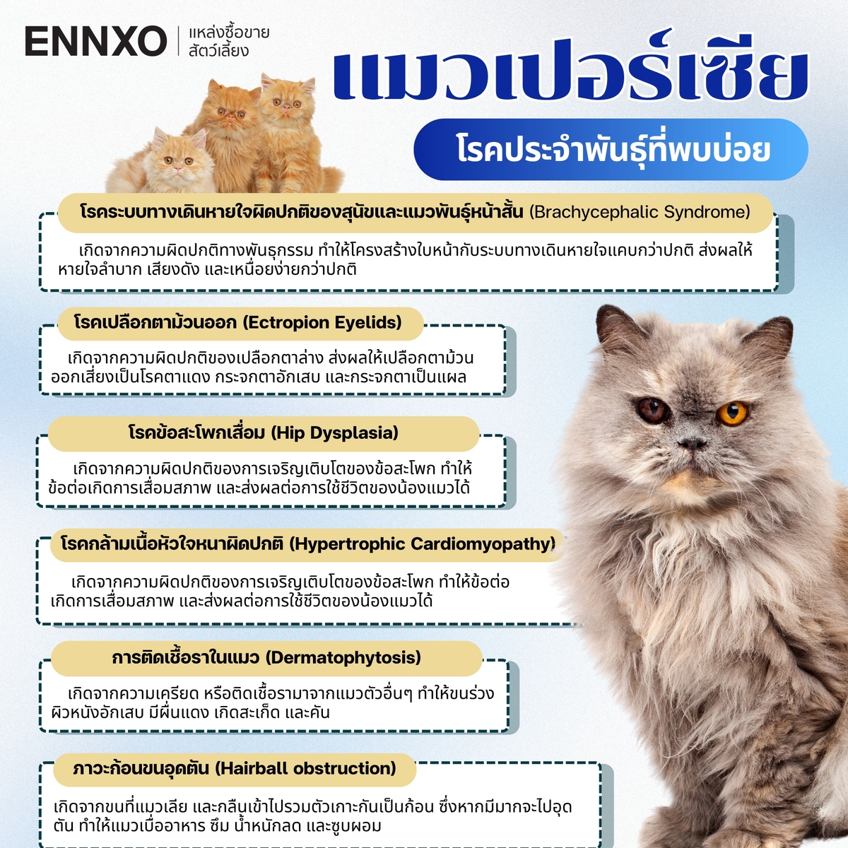 เปิดโลกแมวเปอร์เซีย (Persian) มีกี่สายพันธุ์ กี่สี พร้อมวิธีเลี้ยง | ENNXO