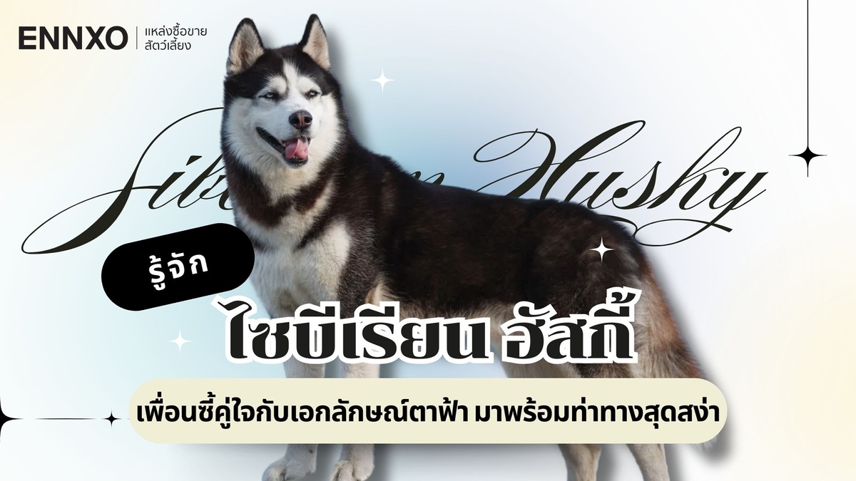 ENNXO Blog บทความ อัพเดทข่าวสารมาใหม่ทุกไลฟ์สไตล์ | ENNXO