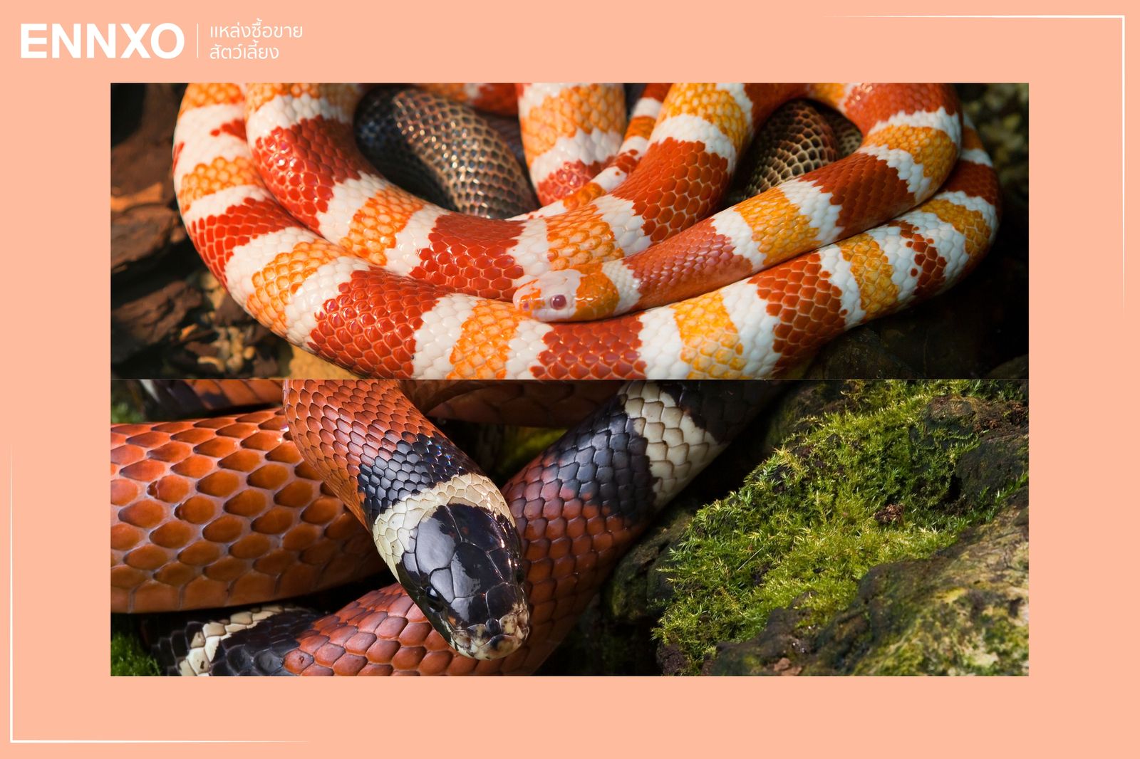 รวมสายพันธุ์งูเลี้ยงไม่มีพิษ ลายสวยน่ารัก ที่คนไทยนิยมเลี้ยง | ENNXO
