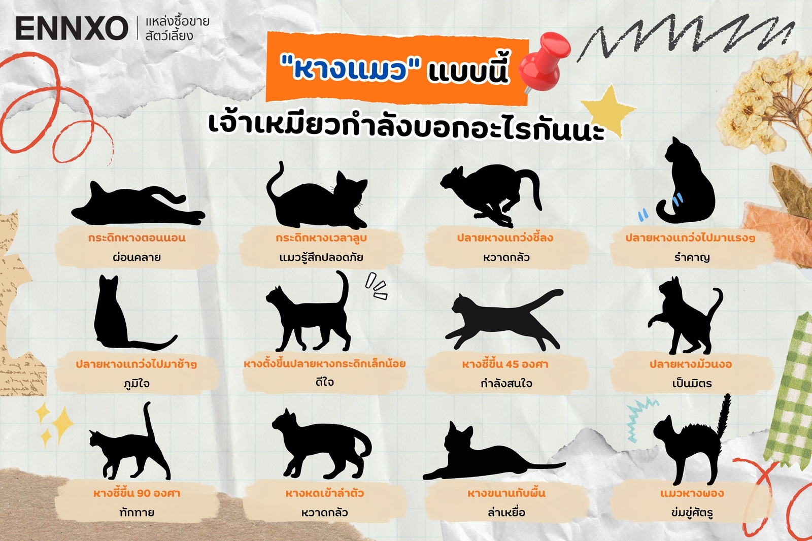 ทำไมแมวถึงกระดิกหาง ไขรหัสภาษาแมว หางแมวบอกอะไรบ้าง? | ENNXO